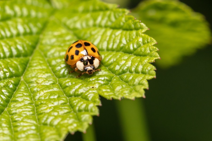 Discover the Top 5 Beneficial Insects and How to Attract Them ...